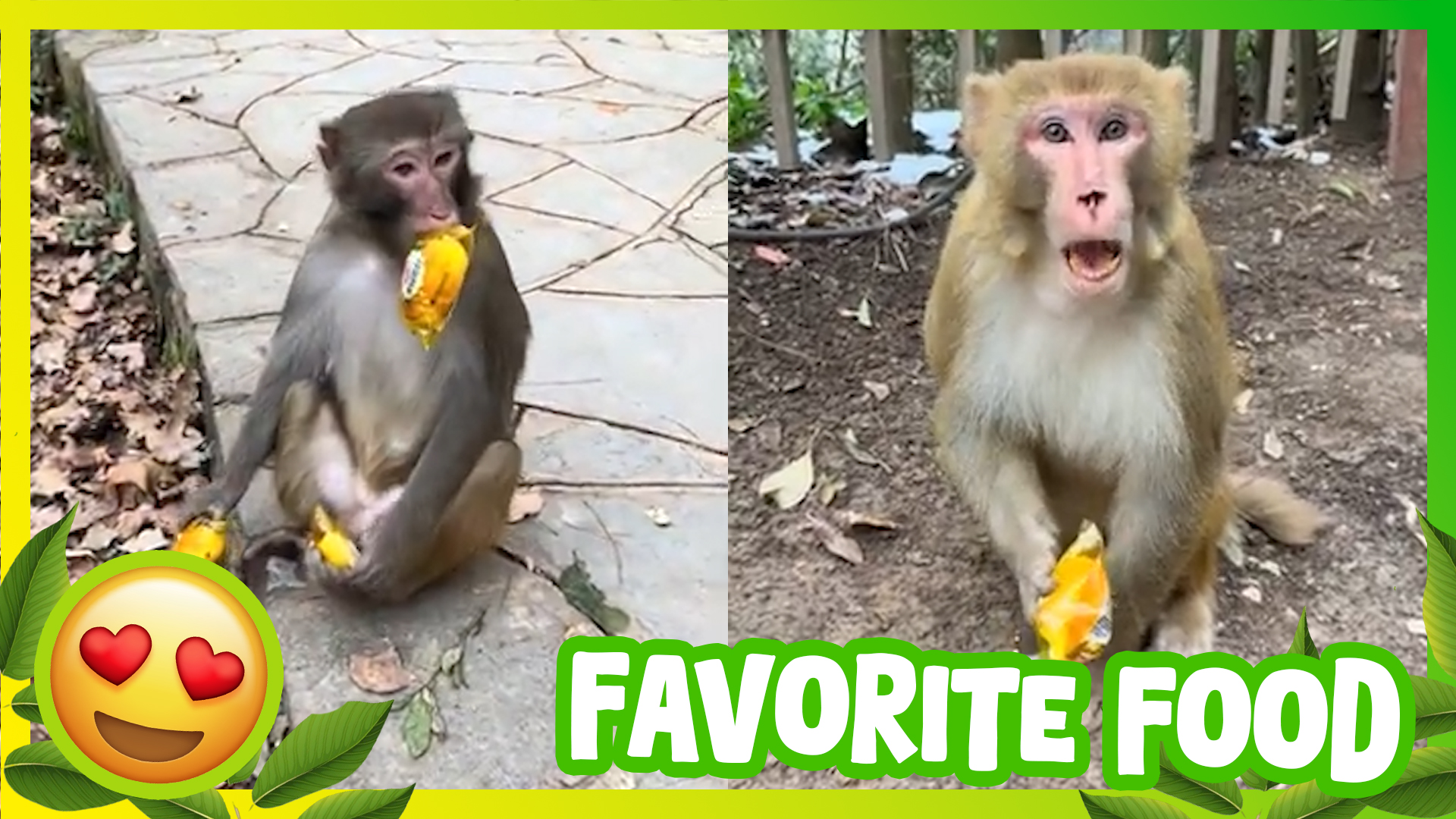 🐵 Monkey Enjoys Favorite Food! Cute and Funny Monkey Eating Video 🍌😋