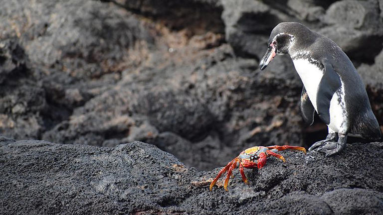 This sustainable Galapagos cruise showed me a side of the islands ...