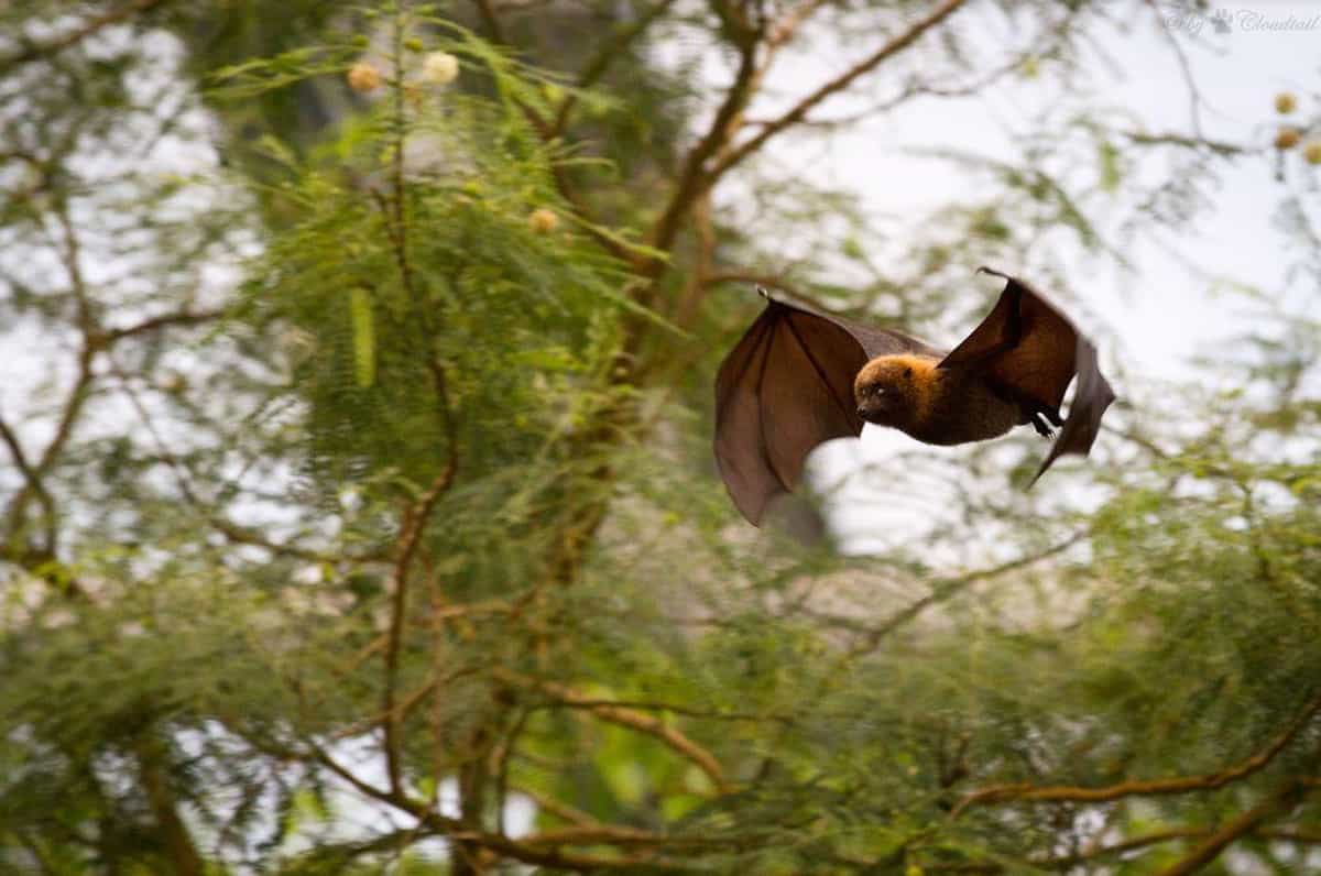 17 Reasons Why Bats Are Actually Totally Badass