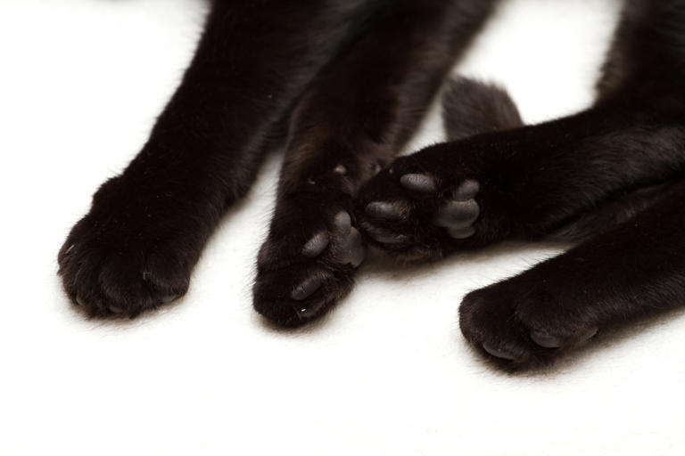 Abnormally Long Black Cat Who Looks Like ‘Run-On Sentence’ Defies All Logic