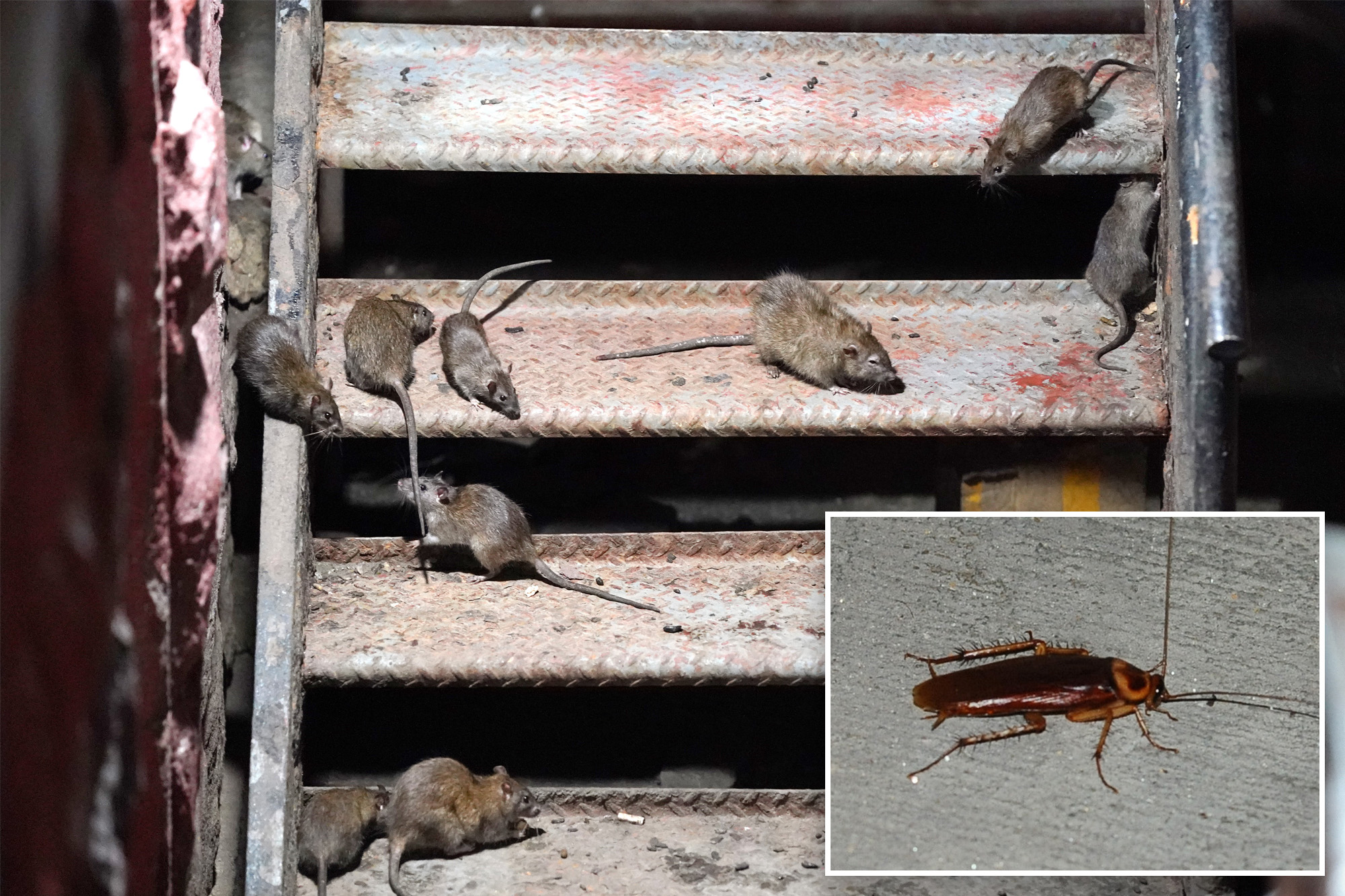 New Yorkers are less scared of rats and roaches than any other city: study