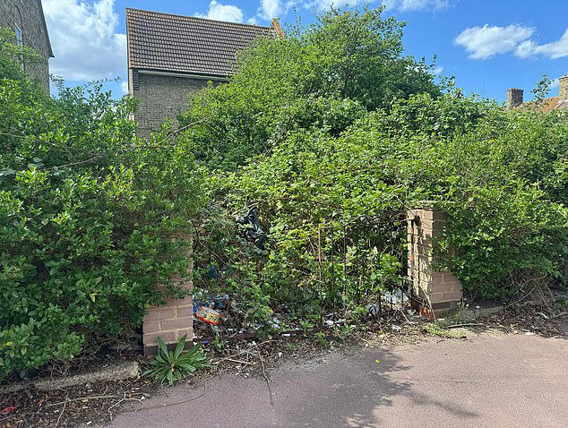 Neighbours' fury over man's overgrown 'jungle' garden