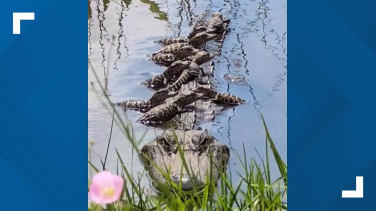 Rare sighting | Alligator with at least 26 baby gators spotted in Texas