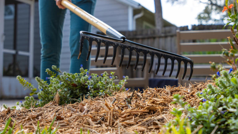 Should You Mow Your Lawn On Cold Spring Days?