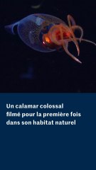 Un calamar colossal filmé pour la première fois dans son habitat naturel