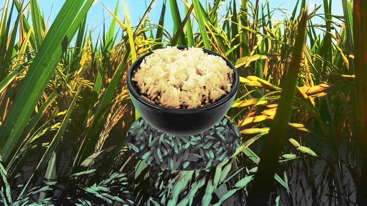 Rice is a staple crop around the world—but it’s becoming increasingly toxic