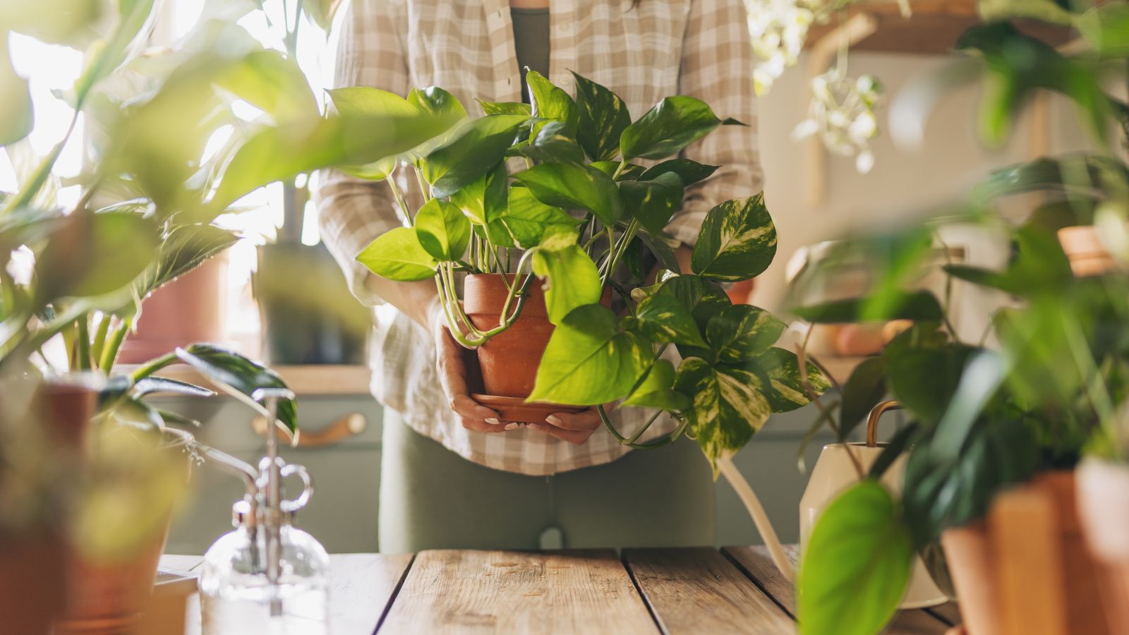 7 habits every good plant parent has, according to houseplant experts ...