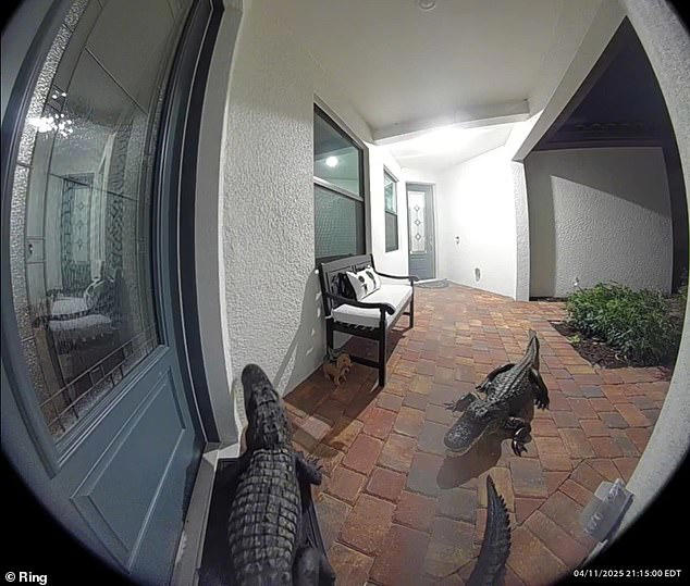 Terrifying moment two of the worst guests ring Florida home doorbell