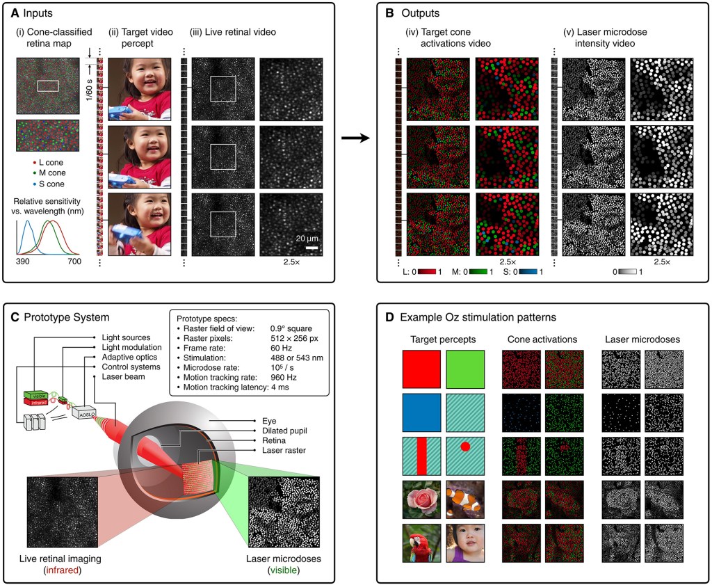 Scientists discover never-before-seen color by zapping eye with laser ...
