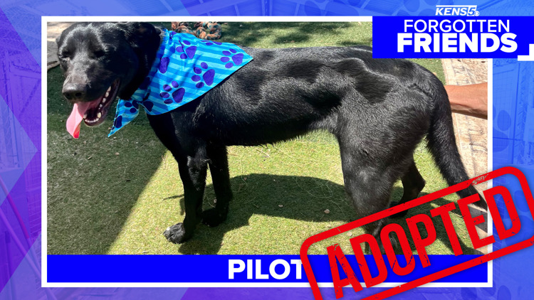 Pilot has his own loving home after being adopted by a KENS 5 viewer ...