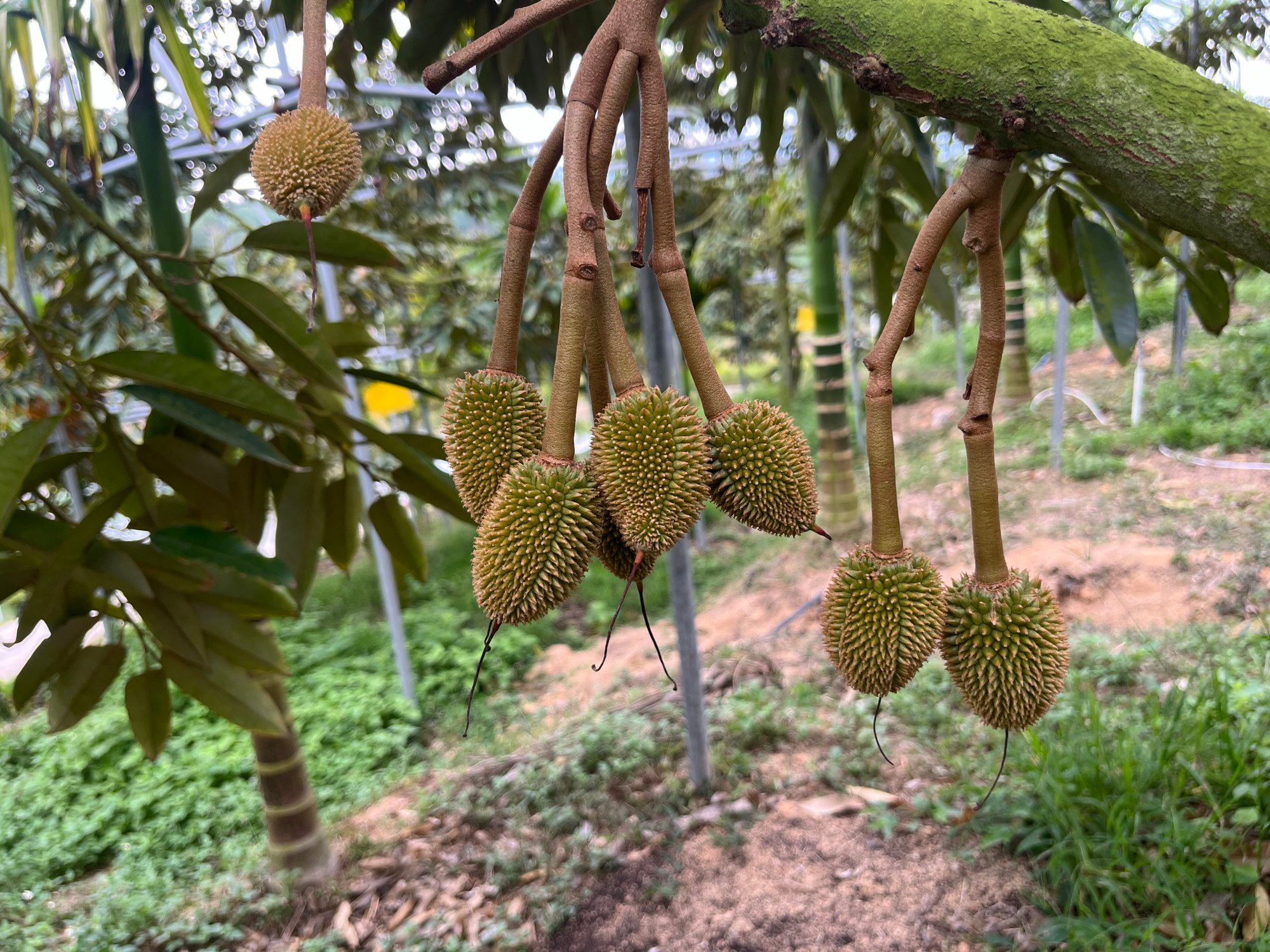 1 man, 10,000 durian trees: China’s planting pains give way to golden ...