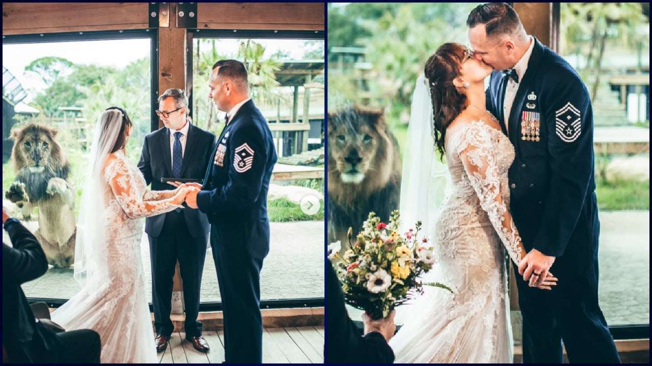 Florida wedding crash: Lion makes special appearance at Brevard Zoo ceremony