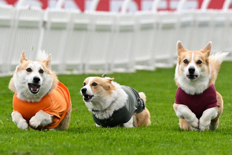 Corgi winner crowned at Musselburgh races