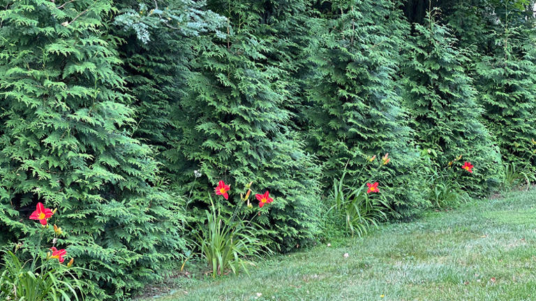 The Tree That Might Seem Perfect For Privacy Screening But Takes Up A ...