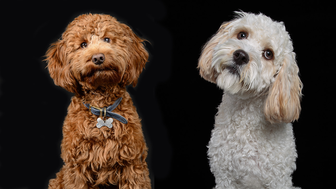 Cavapoo vs Cockapoo: An expert compares these two adorable breeds