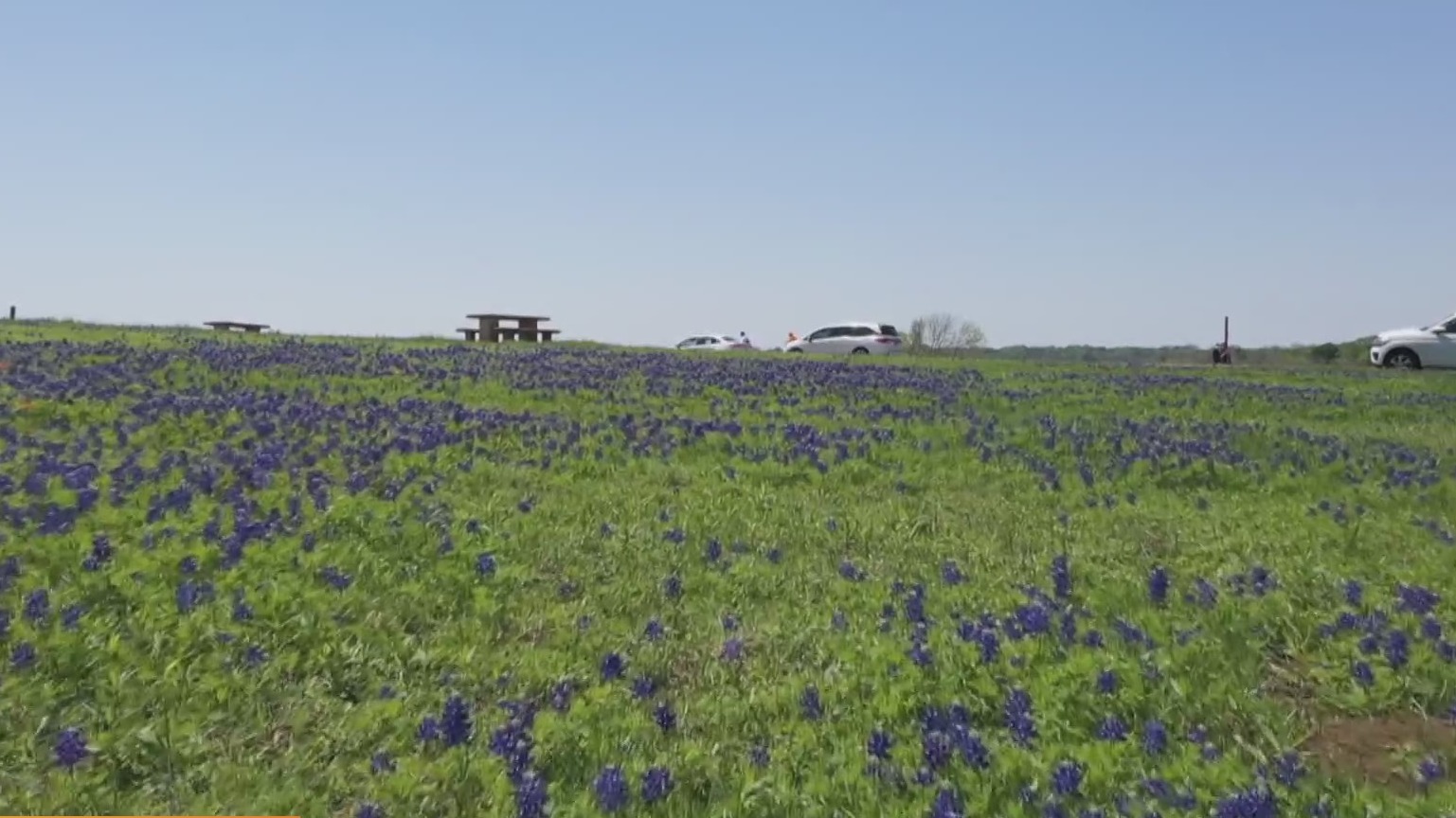 Are bluebonnets illegal to pick? What you need to know