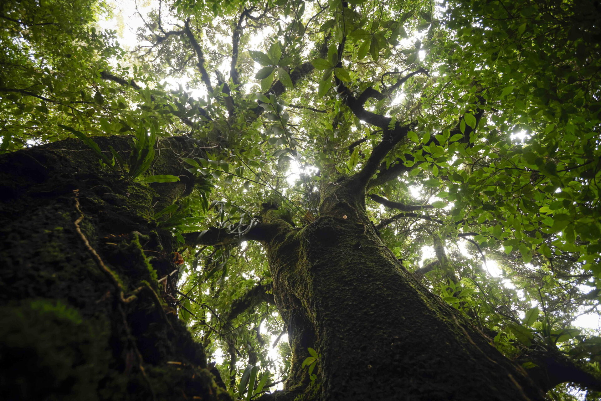 Sterminare gli Shompen nel nome del progresso