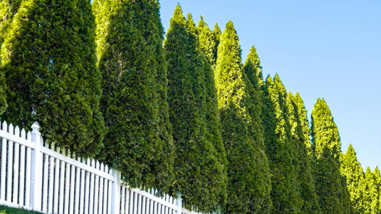 The Tree That Might Seem Perfect For Privacy Screening But Takes Up A ...