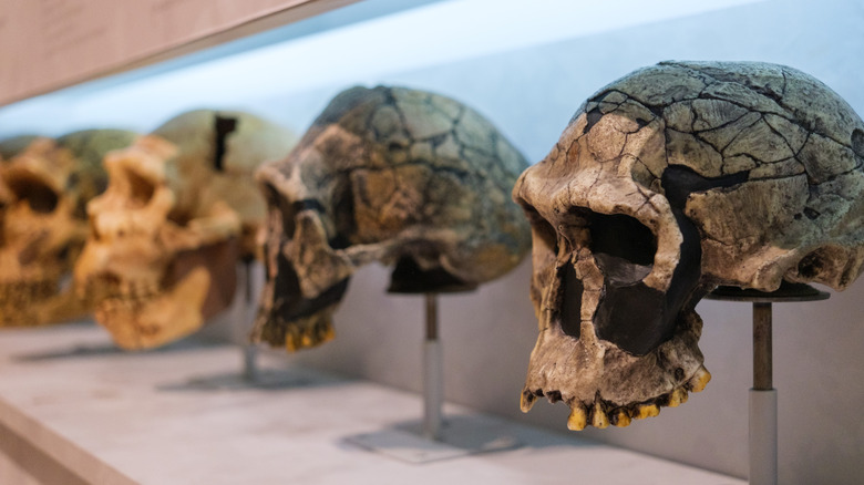 Things People Get Wrong About Evolution