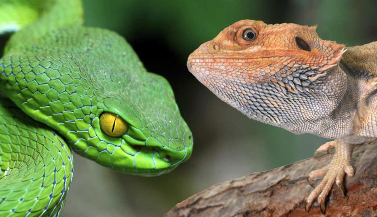 Which Pet Reptiles Shed Their Skin?