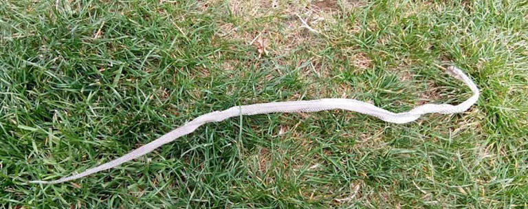 Which Pet Reptiles Shed Their Skin?