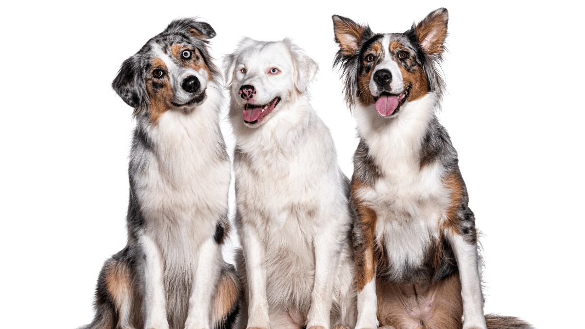 What is a double merle dog?