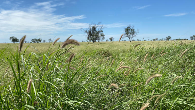 Debate rages over push to declare buffel grass a weed of national ...