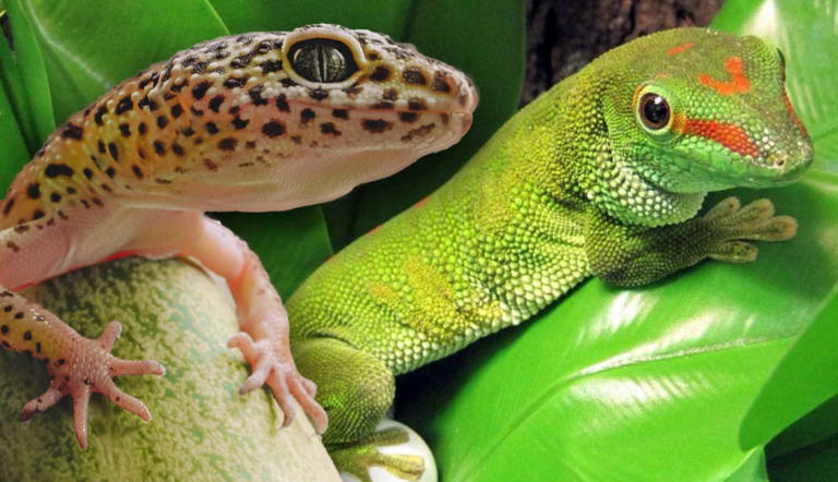 5 Popular Pet Geckos for Beginners