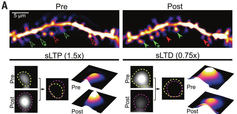Groundbreaking study solves the mystery of how our brain learns