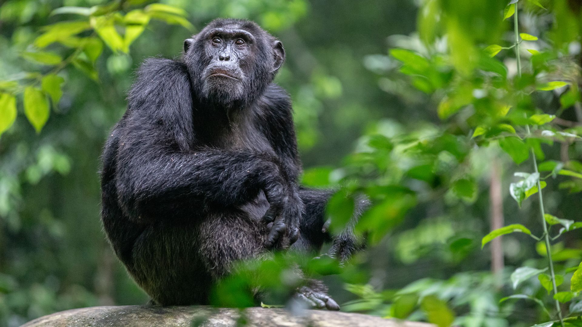 People stealing my favorite chimpanzee photo makes me furious – here’s ...