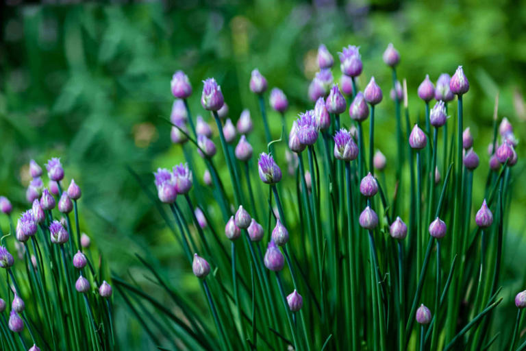 How and When to Harvest Chives for the Healthiest Plants and Even ...