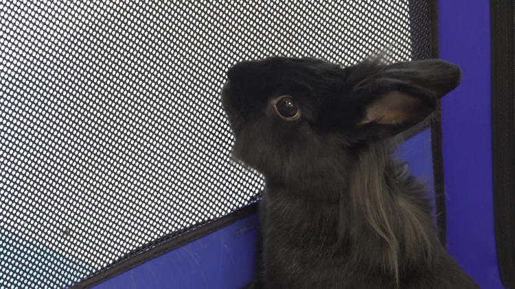 Easter season brings spike in rabbit adoptions, raises concerns about ...