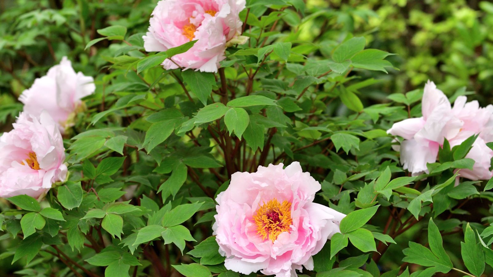 How to grow tree peonies in pots – for a show-stopping shrub that will ...
