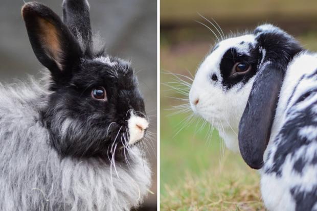 Island rabbits adopted after years living at the RSPCA