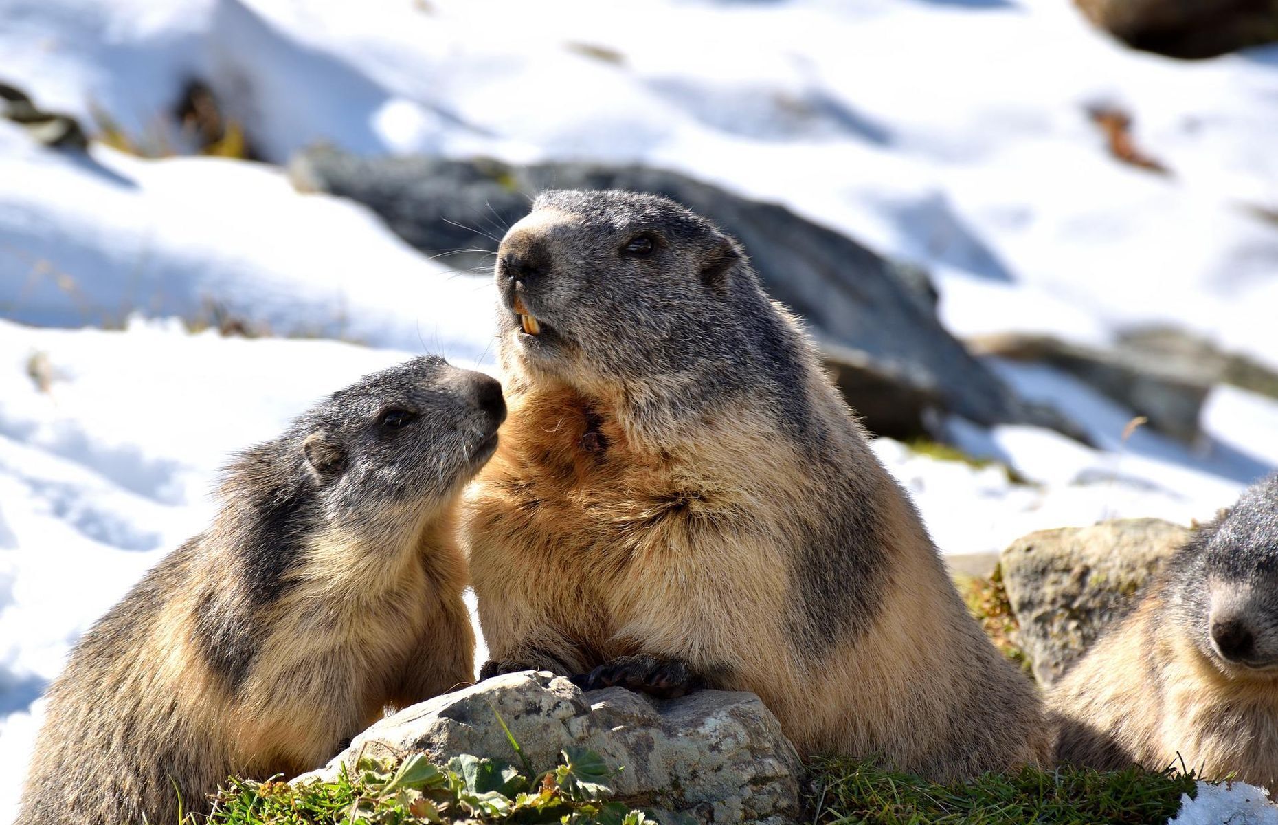 These animals become active in the spring