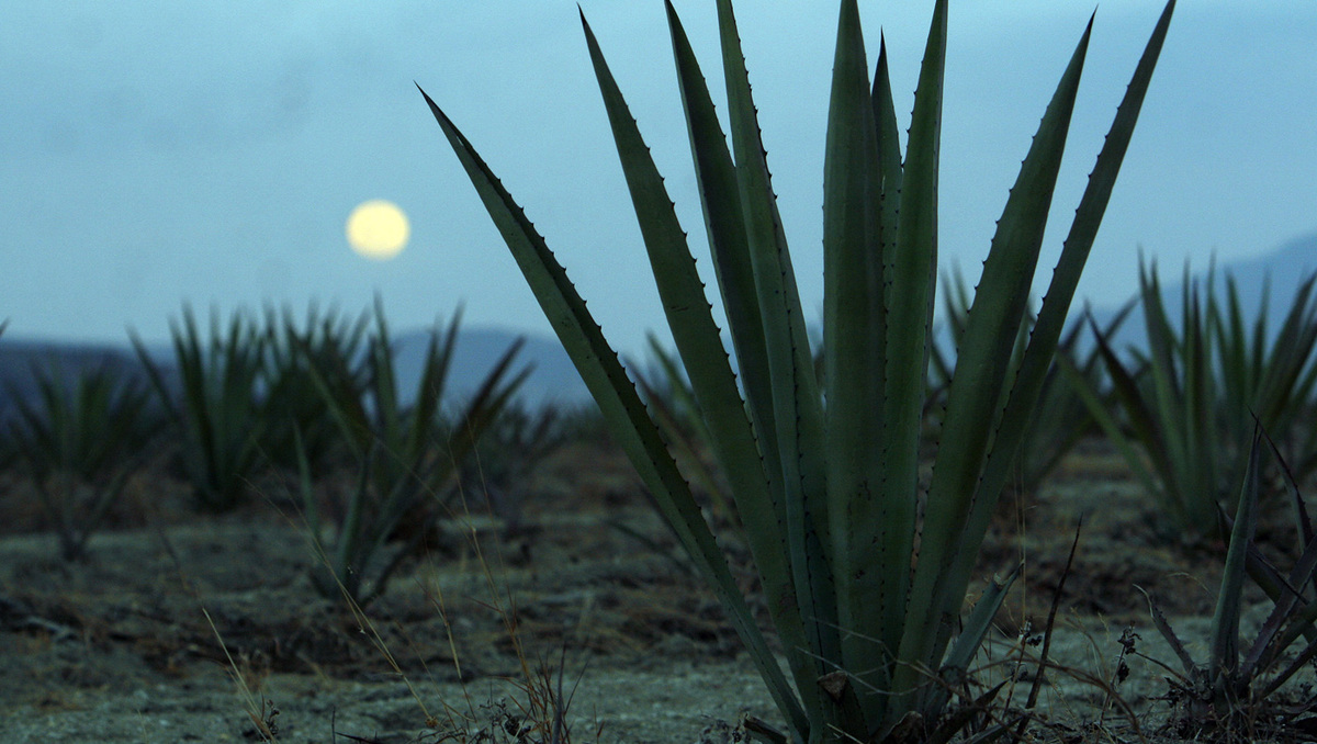 “Las penas con mezcal son buenas”. El Platanar, el pueblo que vio al ...
