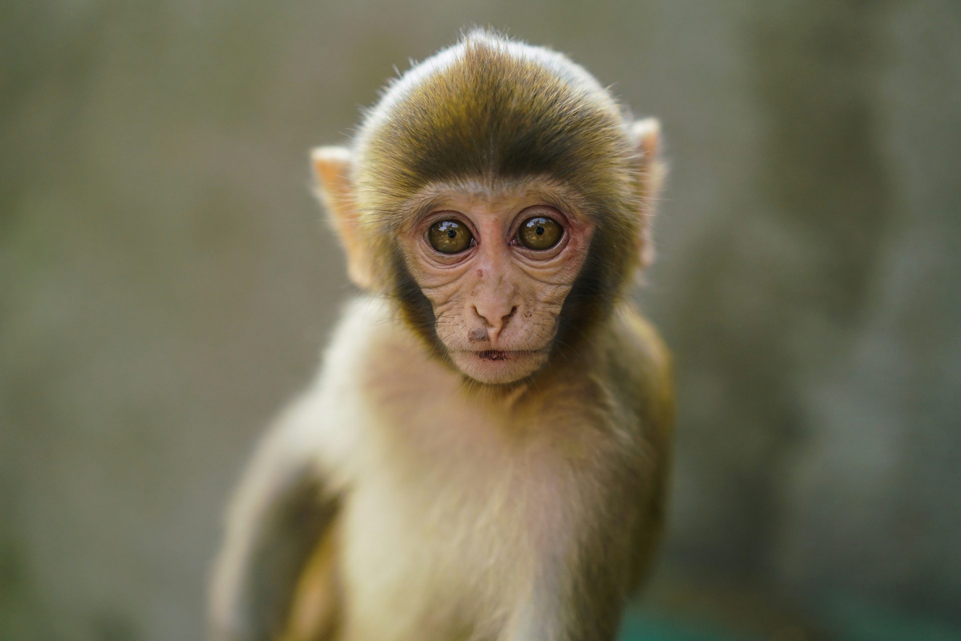 China wants to keep cloning monkeys despite ethical concerns