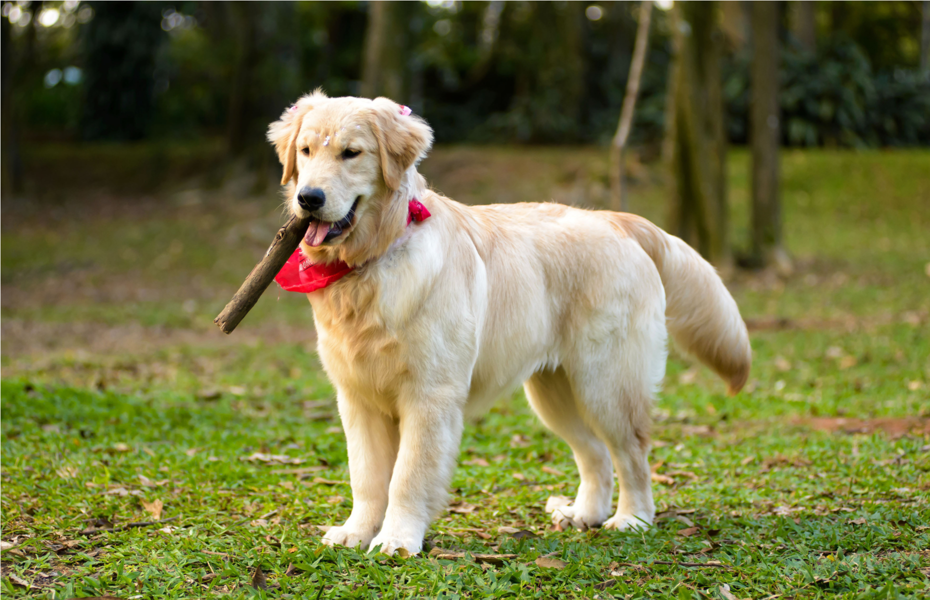 15 beautiful dog breeds from around the world