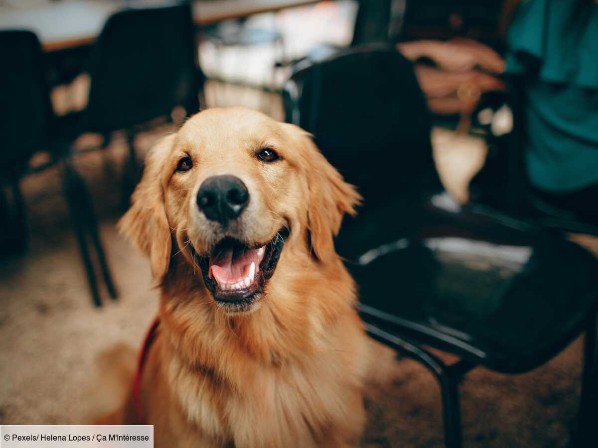 Mon chien a peur des autres chiens, que faire