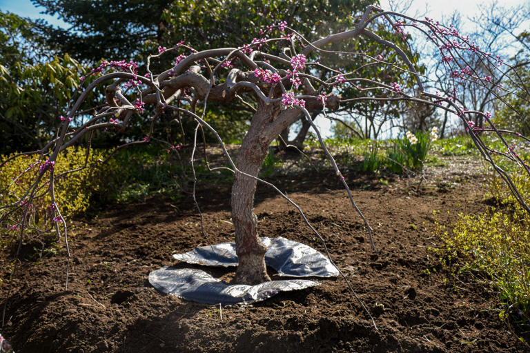 Planting a tree? Small investments in time and effort will pay long ...