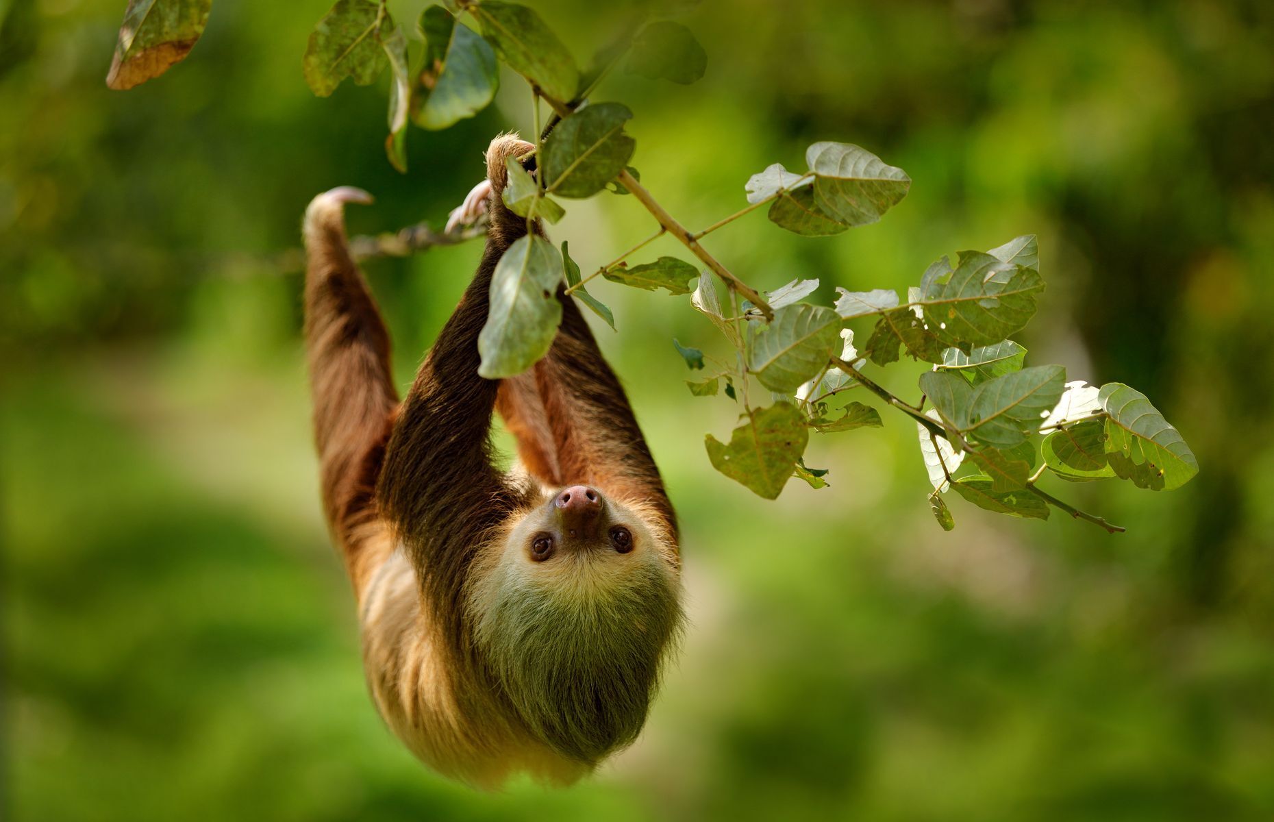 Prenez le temps d’apprendre ces 20 faits sur les paresseux