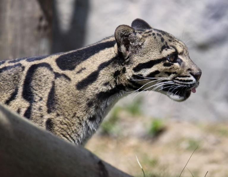 Sacramento Zoo welcomes clouded leopards