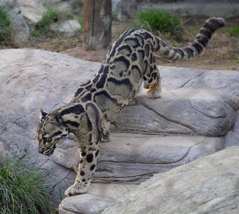 Sacramento Zoo welcomes clouded leopards