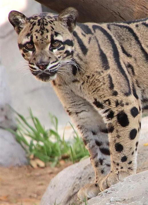 Sacramento Zoo welcomes clouded leopards