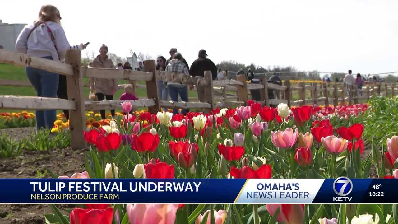 Nelson Produce Farm's Tulip Festival is underway
