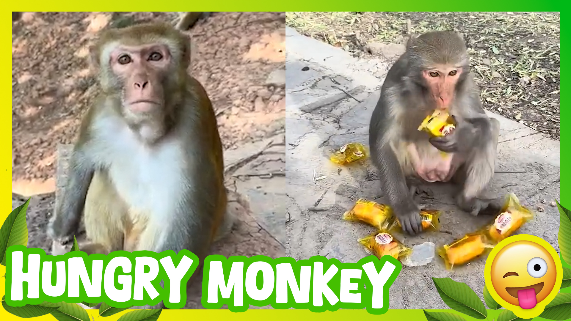 🐵 Hungry Monkey Searching for Food – Funny and Cute Monkey Video 🍌🐒
