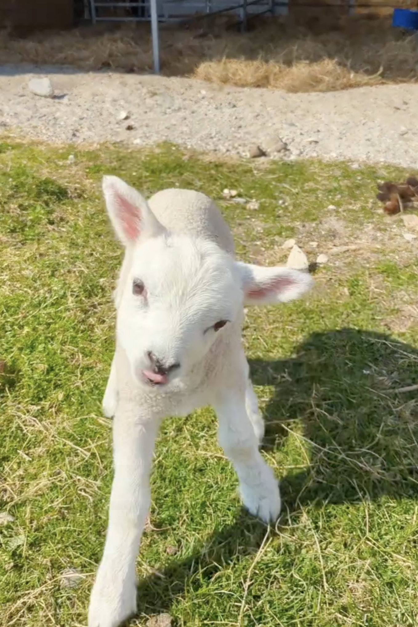 Lively lamb with wonky walk beats odds to survive after being squashed ...