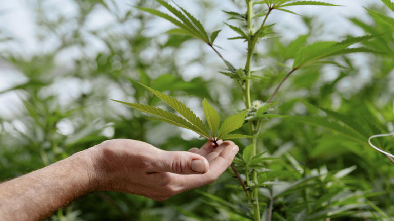 It’s 4/20: Here’s where to score some food deals