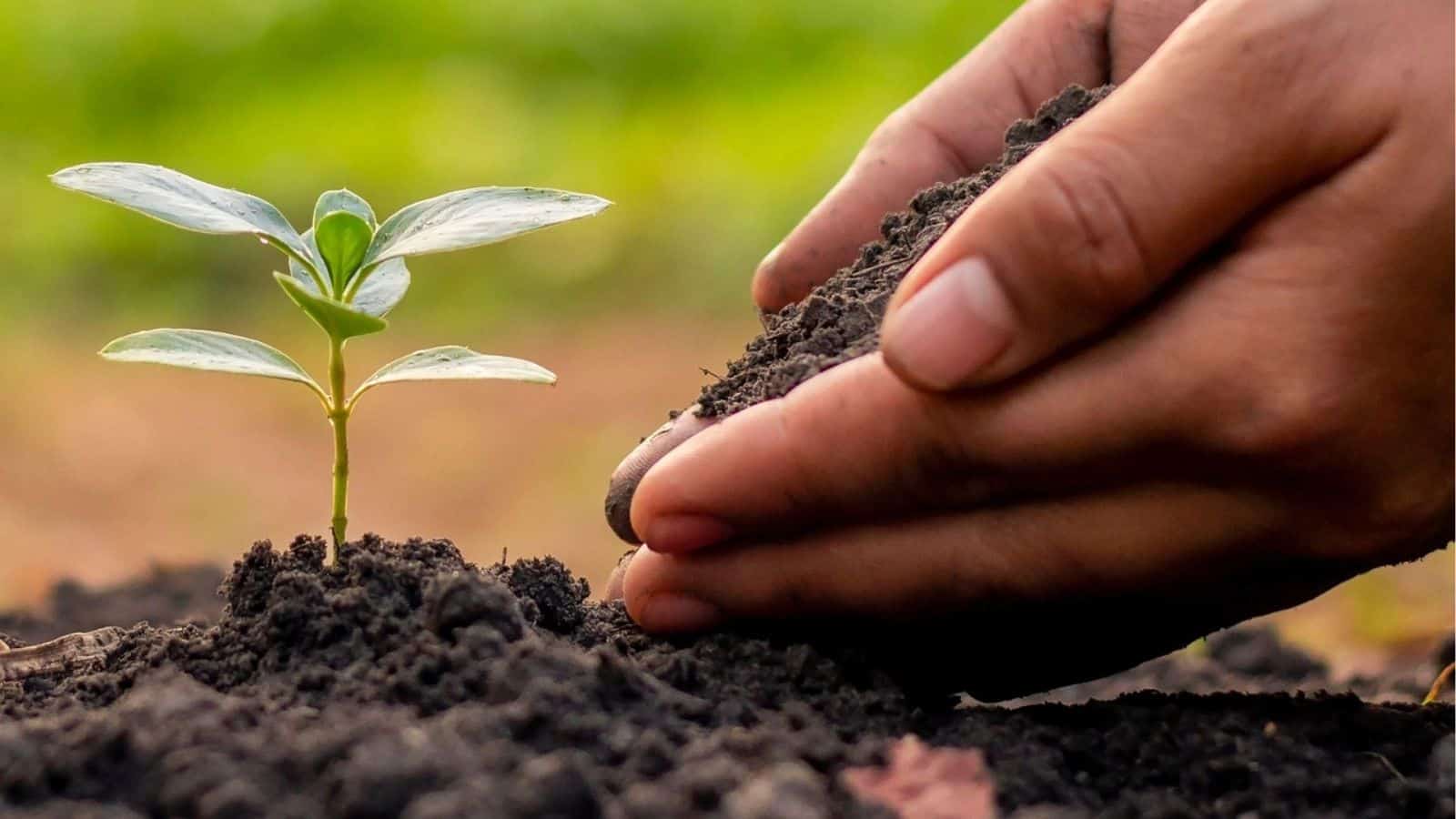 9 Simple Additions That Supercharge Garden Soil