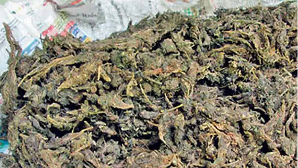 Two held with about 9.5 kg of ganja in Kerala
